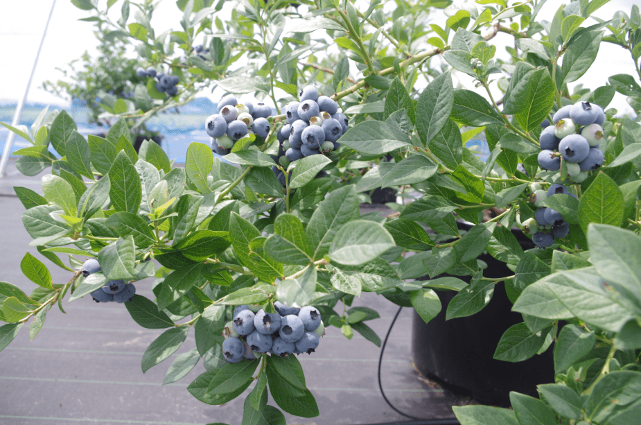 井頭温泉 チャットパレス | プランの詳細 | 【ブルーベリー摘み取り】BLUEBERRY BASE MOKA そとあそび企画｜和風フレンチ ...